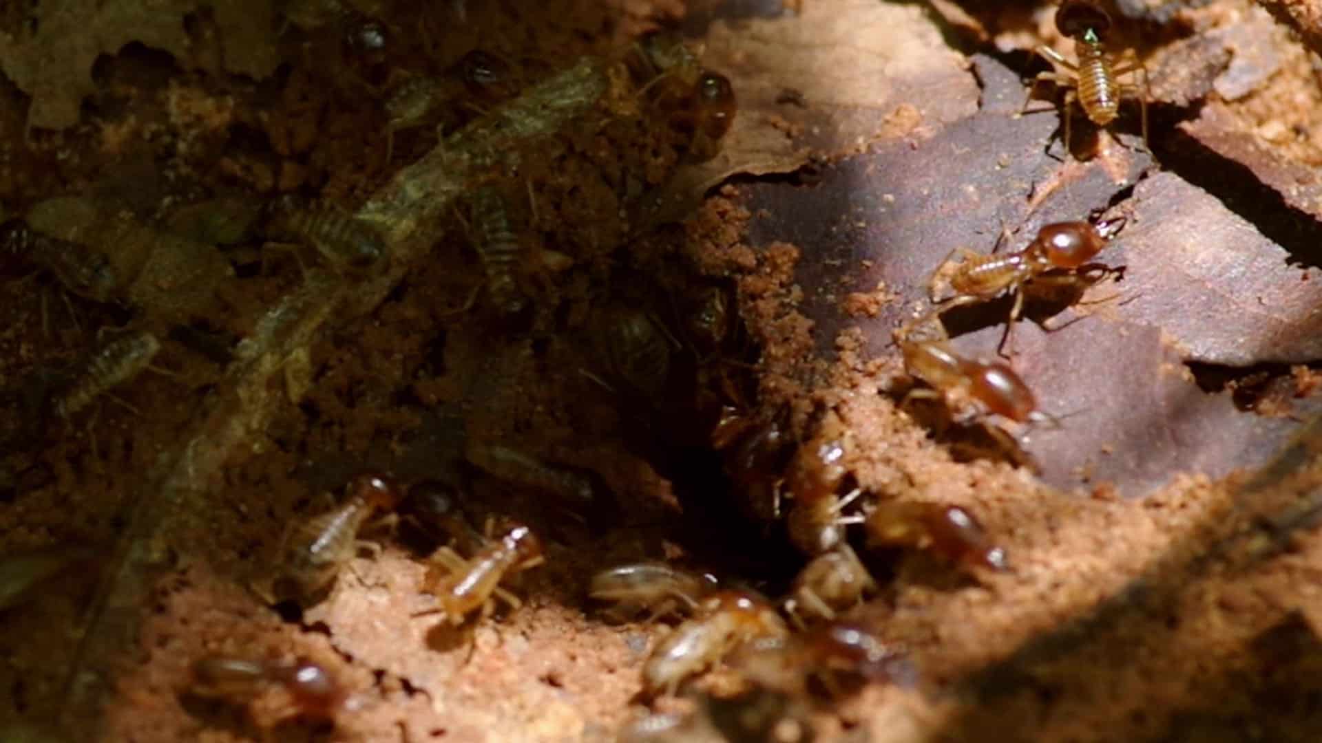 Portland-Termite-home-inspection - Nonprofit Home Inspections