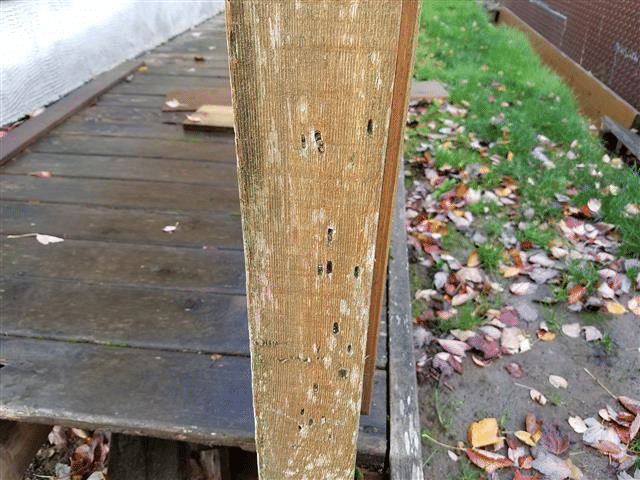 What are Wood Destroying Organisms? - Nonprofit Home Inspections